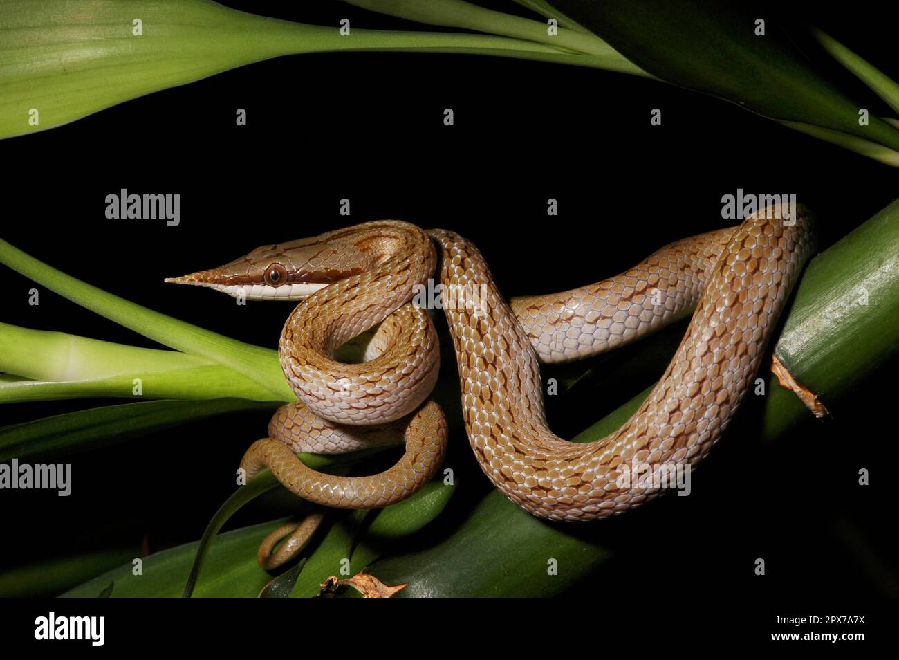 Vietnamese long-nosed snake Stock Photo - Alamy
