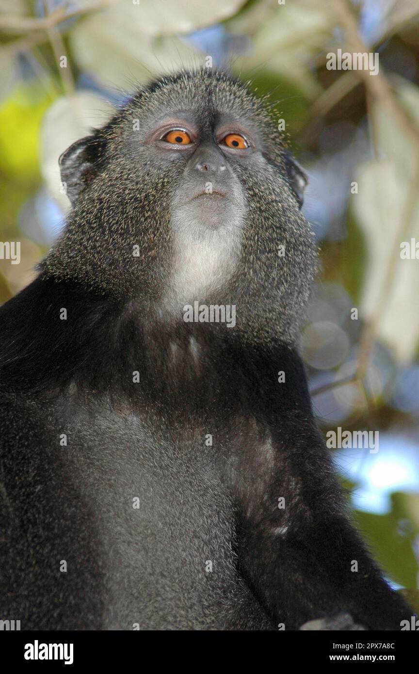 Owl Sey Cat Stock Photo - Alamy