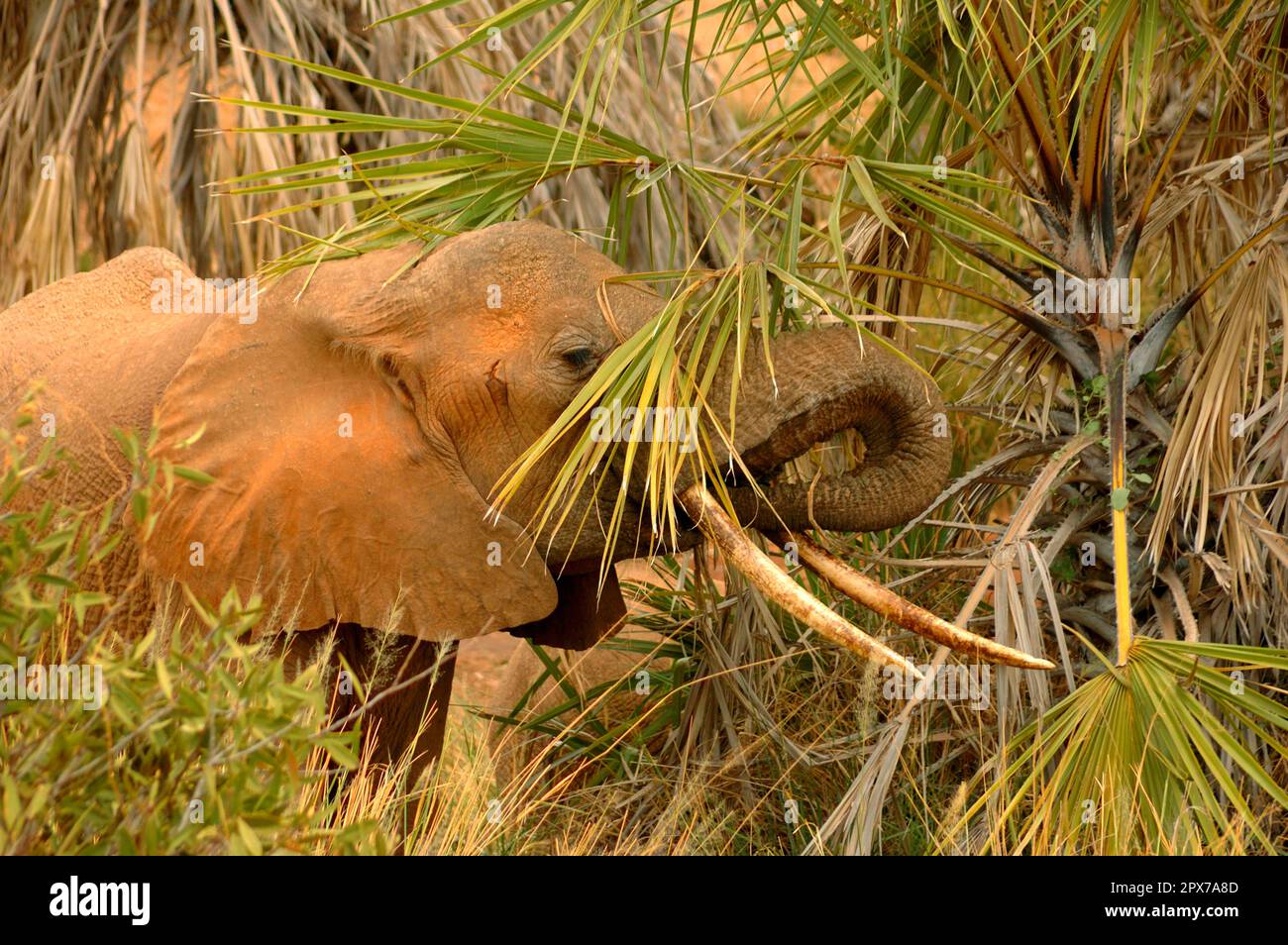 Woman feeding an elephant hi-res stock photography and images - Alamy