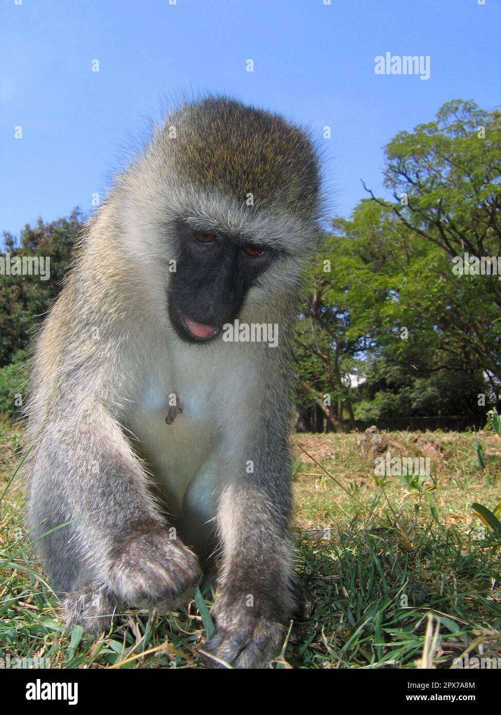 Monkey foraging hi-res stock photography and images - Alamy