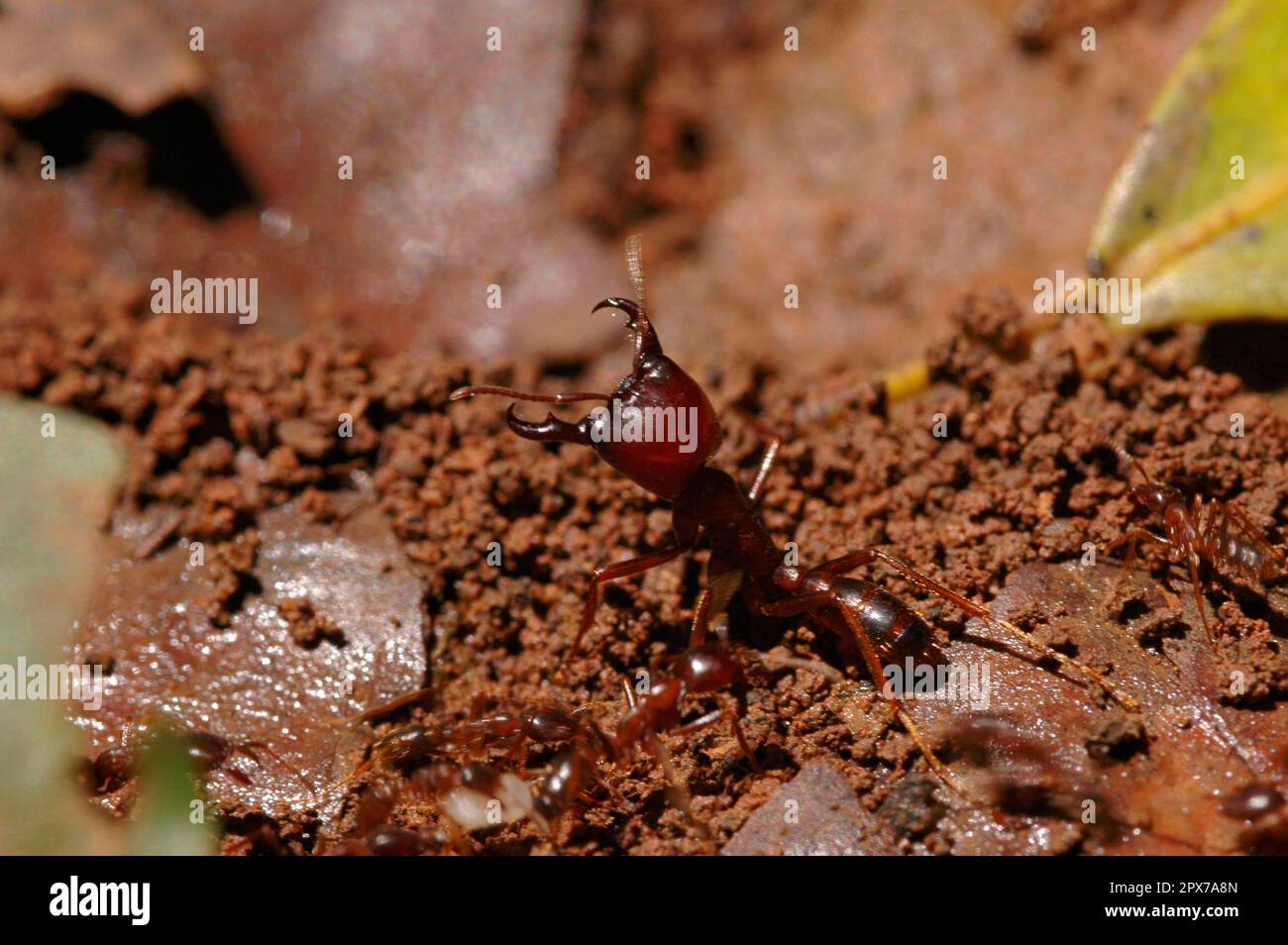 Driver ant hi-res stock photography and images - Alamy