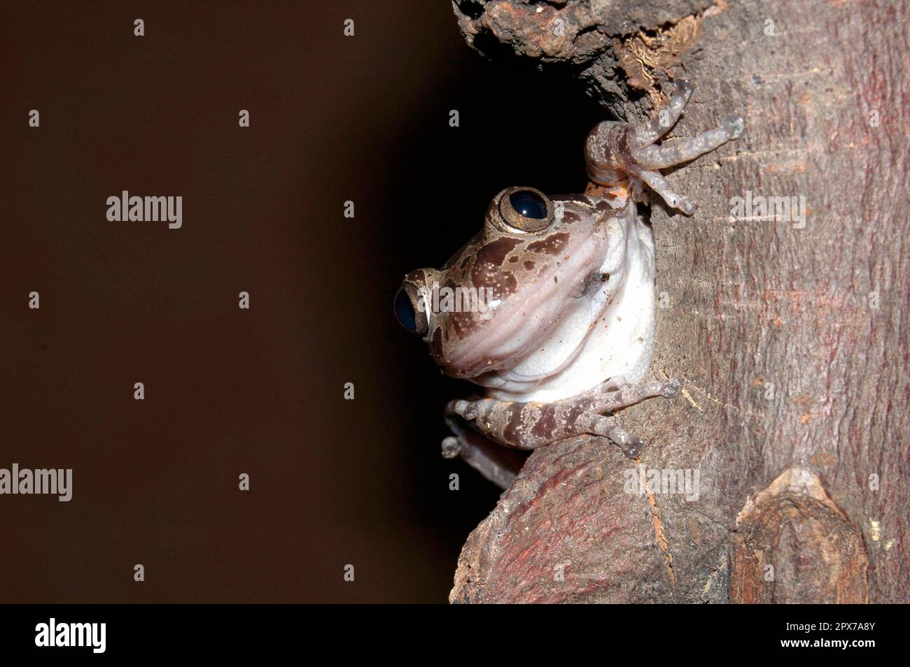 Spotted racing frog Stock Photo - Alamy