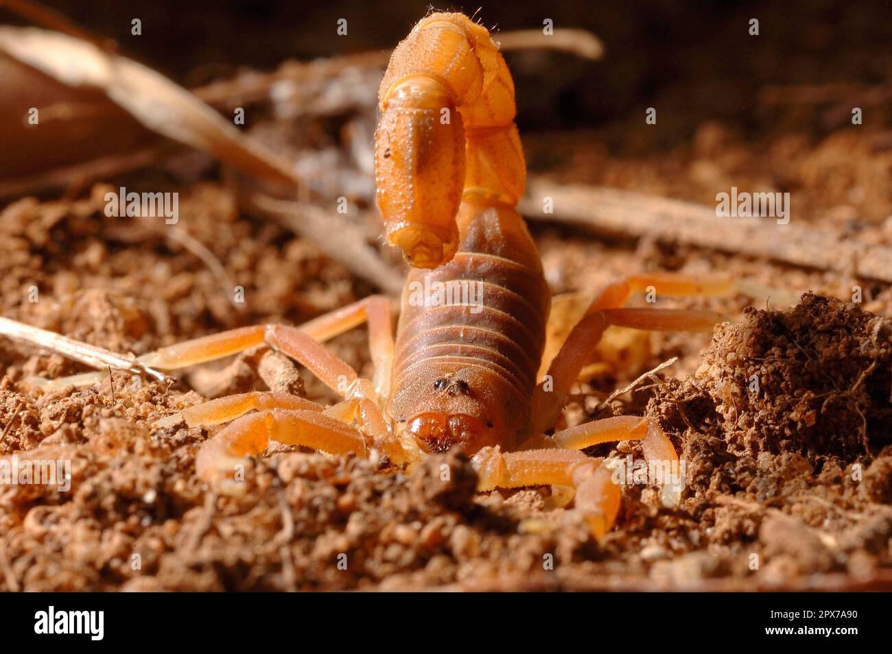Kenyan Thick-tailed Scorpion Stock Photo - Alamy