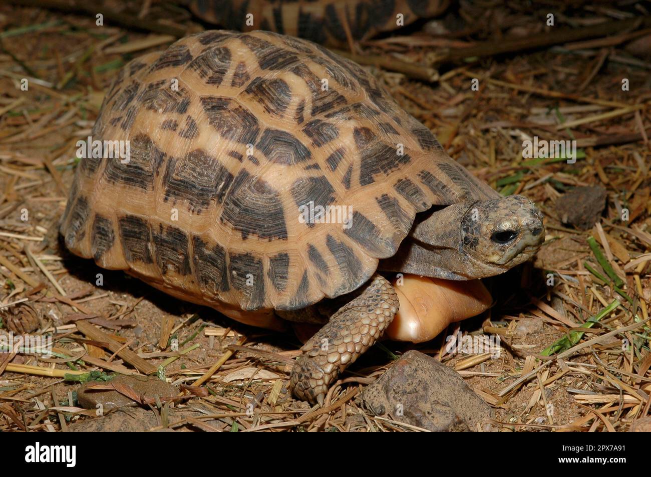 Woven turtle hi-res stock photography and images - Alamy
