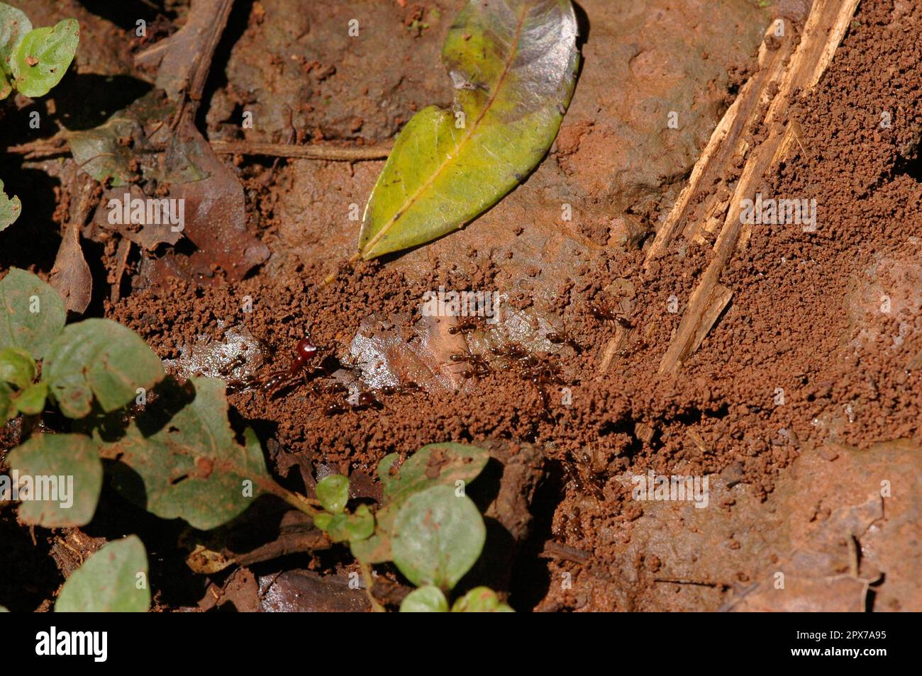 Driver ant hi-res stock photography and images - Alamy