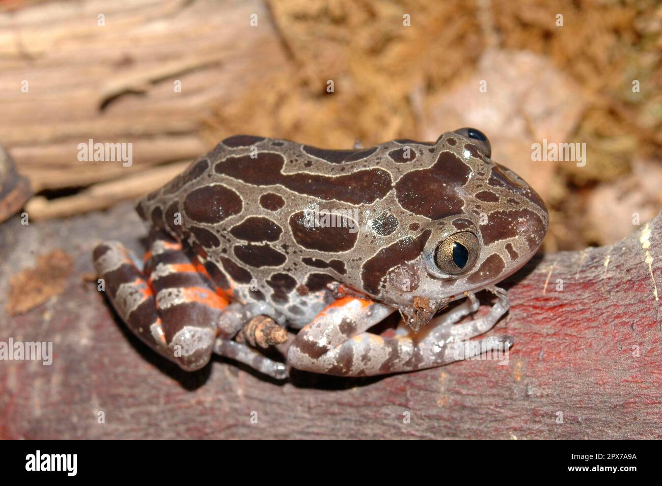 Racing frog hi-res stock photography and images - Alamy