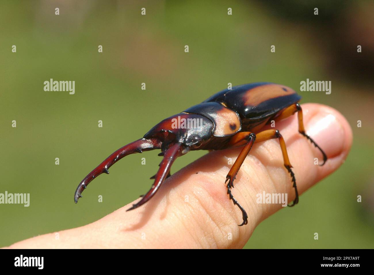 Giraffe stag beetle, male Stock Photo - Alamy