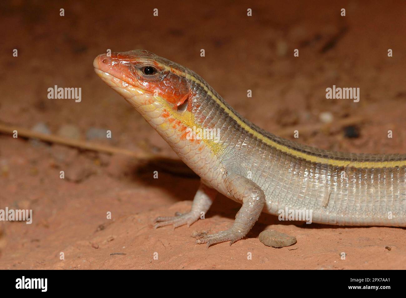 The yellow animal hi-res stock photography and images - Alamy