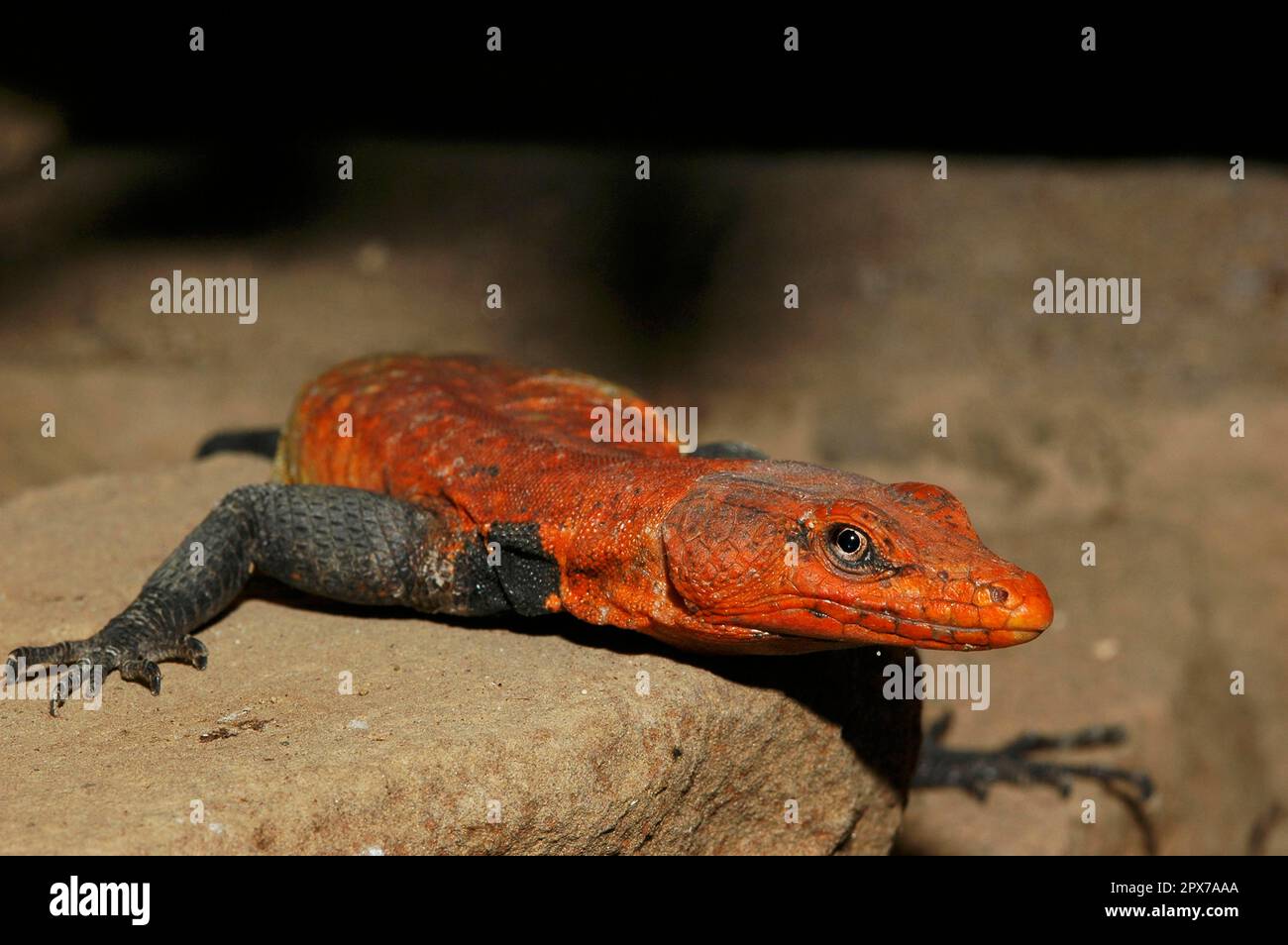Emperor Flathead Lizard Stock Photo - Alamy