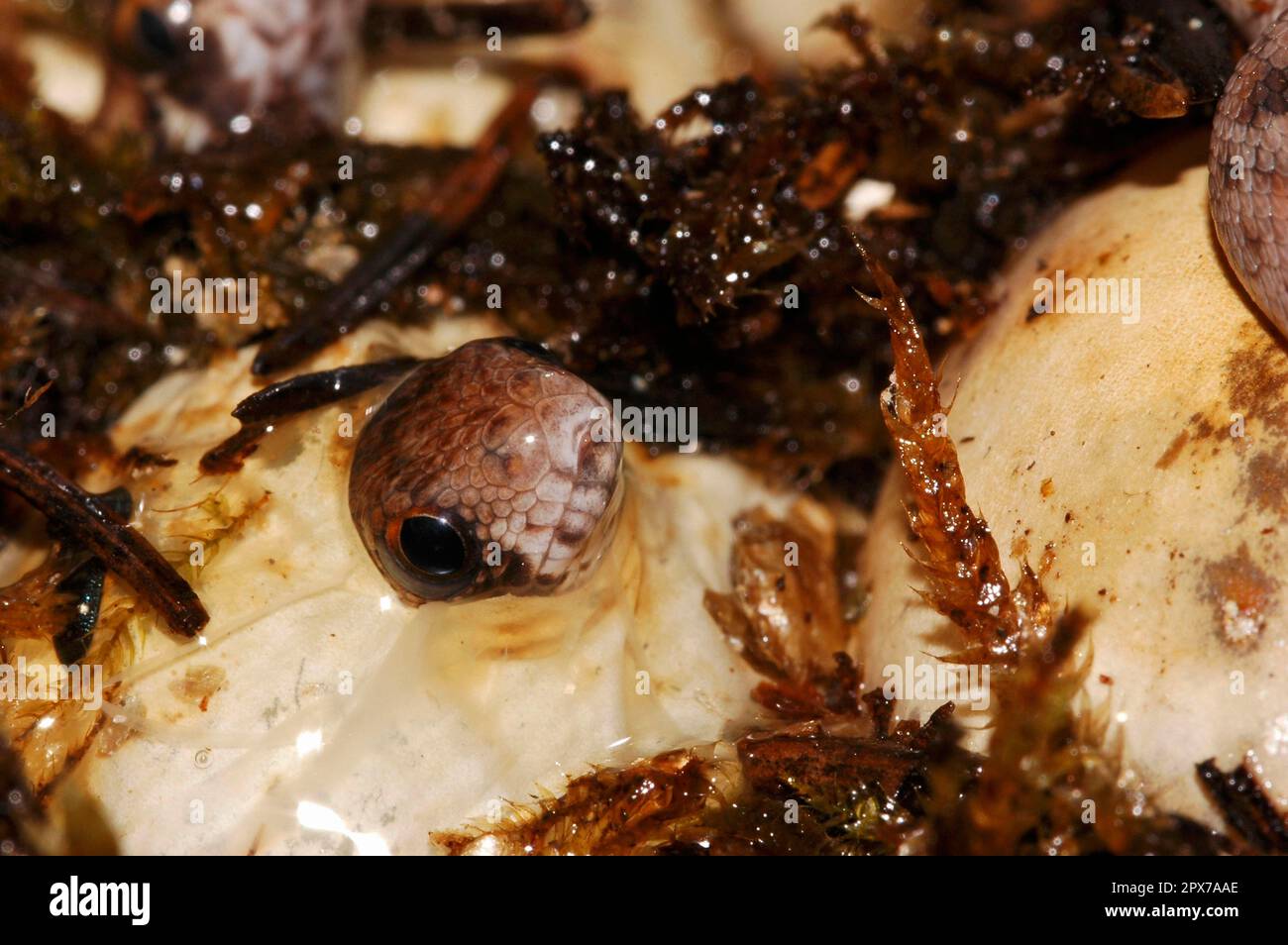 Snake ground sand outdoor hi-res stock photography and images - Alamy