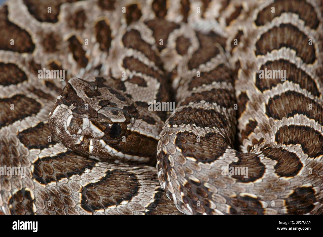 Massasauga hi-res stock photography and images - Alamy