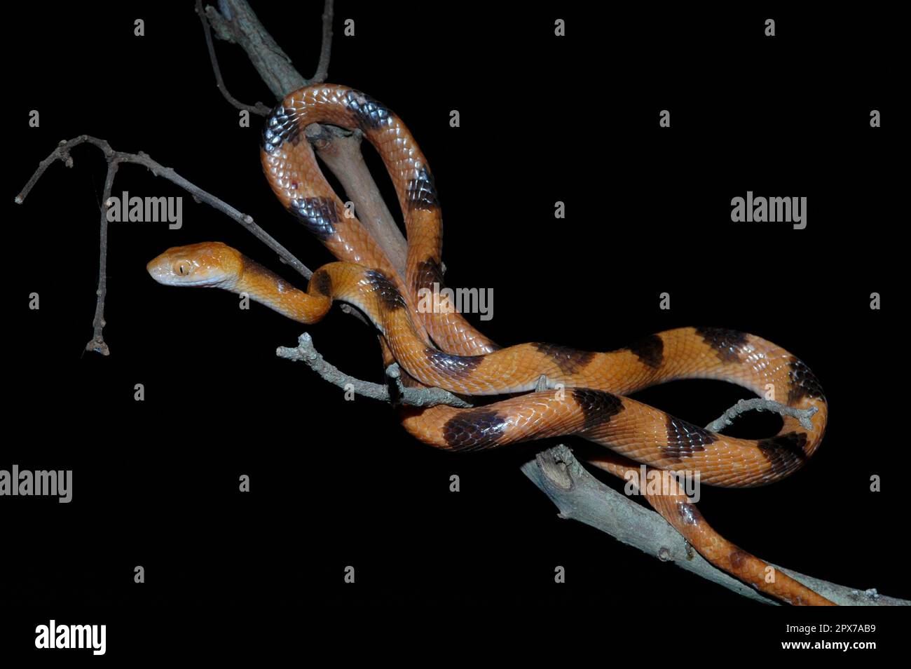 Tabby cat snake Stock Photo - Alamy