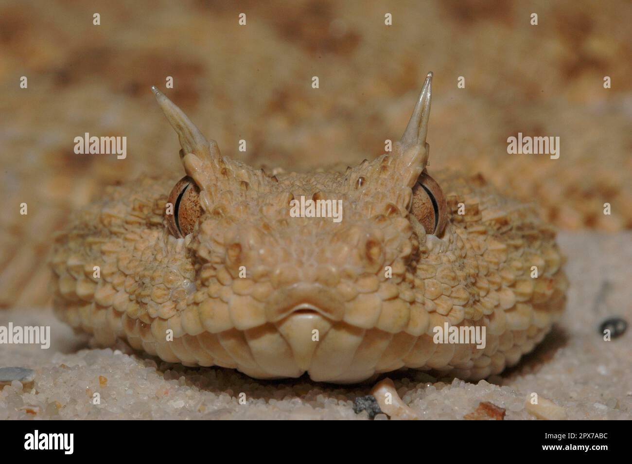 Horned viper saharan hi-res stock photography and images - Alamy