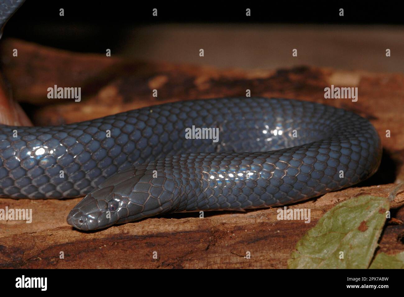 Flat-Snouted Wolf Snake Stock Photo - Alamy