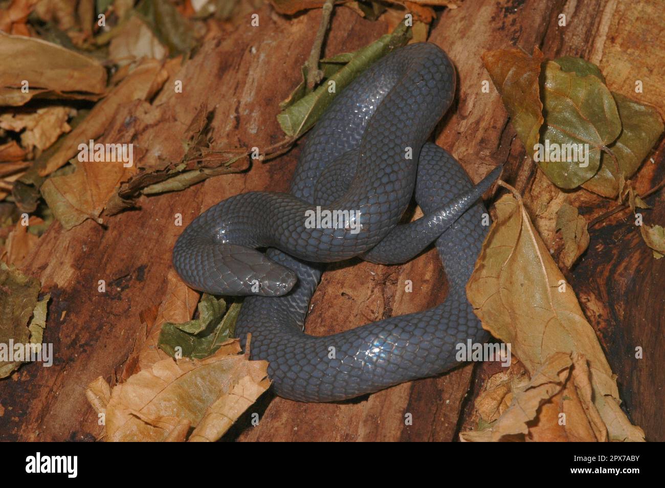 Flat snake hi-res stock photography and images - Alamy