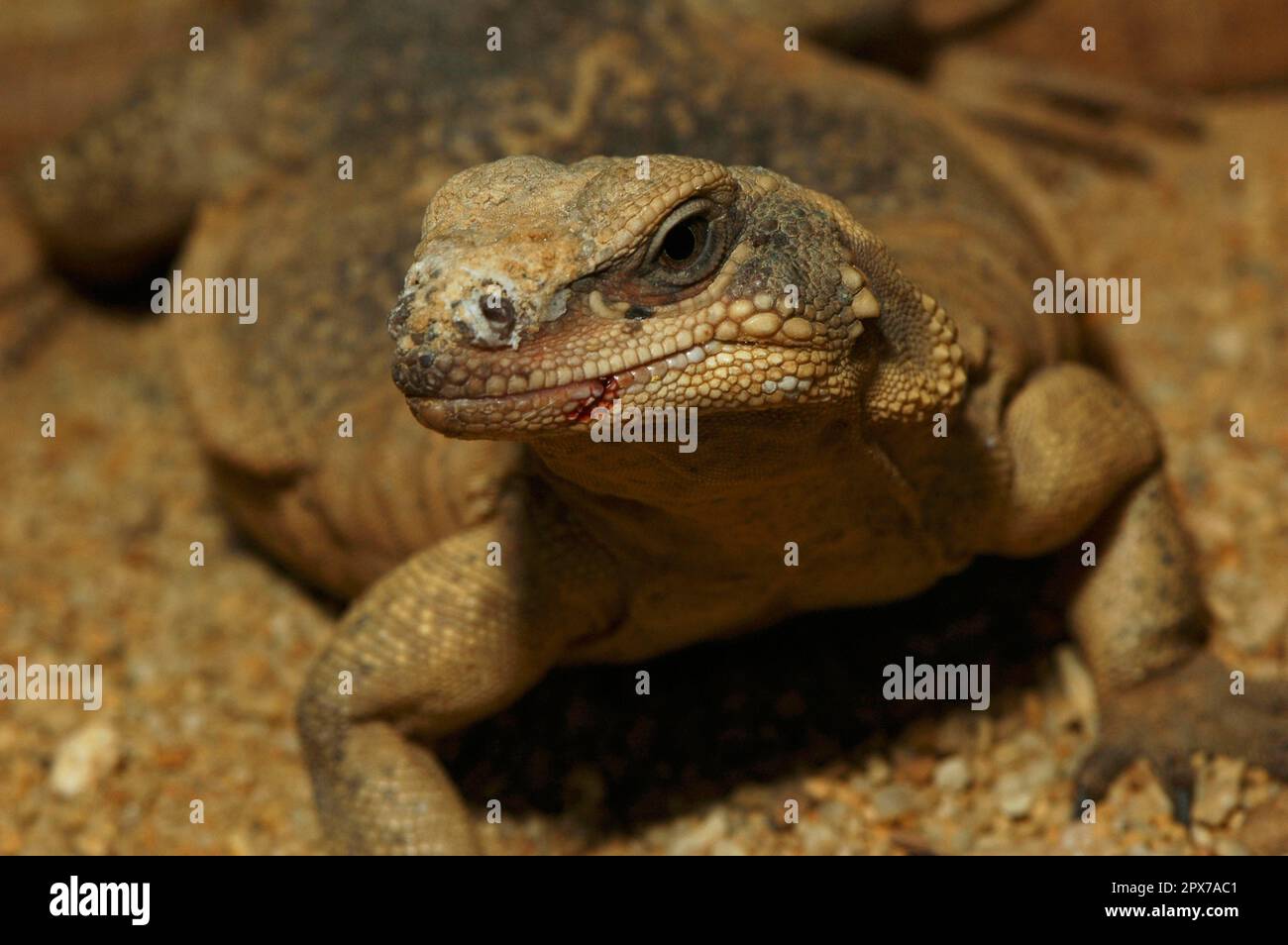 Common chuckwalla hi-res stock photography and images - Alamy