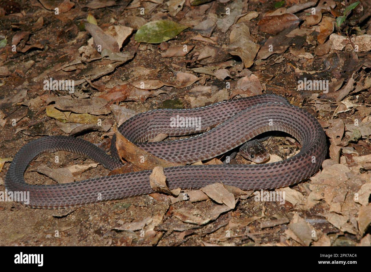 Cape file snake Stock Photo - Alamy