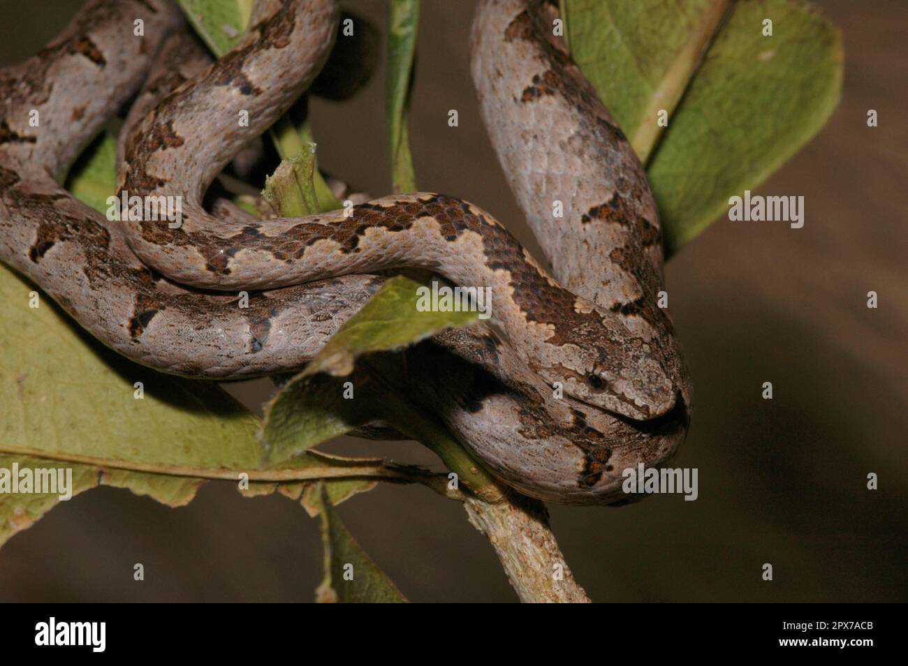 East african bark snake hi-res stock photography and images - Alamy