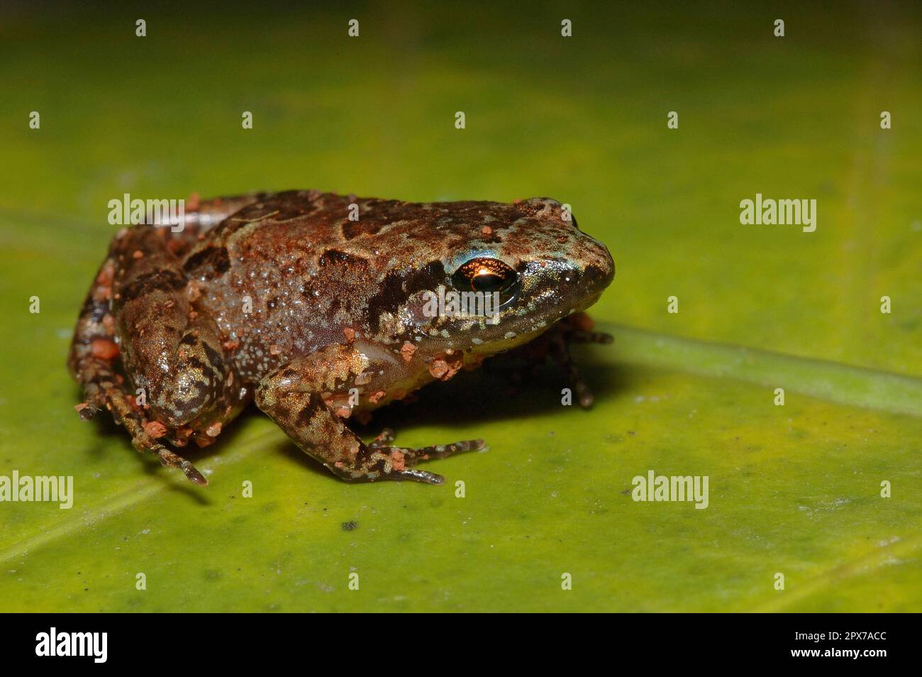 Squeaky frog hi-res stock photography and images - Alamy