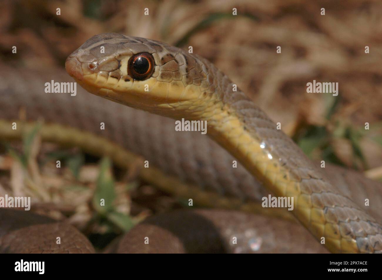 Schokari snake hi-res stock photography and images - Alamy