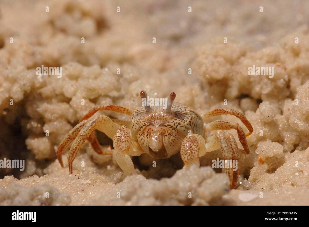 Camouflage sand crab hi-res stock photography and images - Alamy