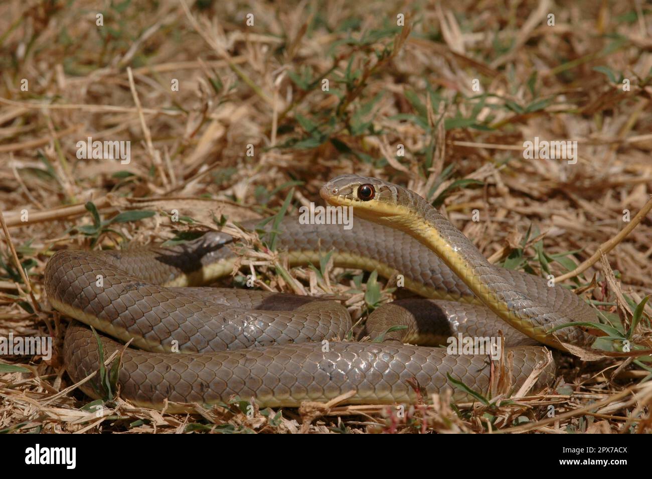 Mozambique sand snake Stock Photo - Alamy