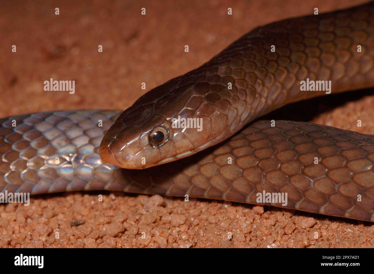 Usambara garter snake Stock Photo - Alamy
