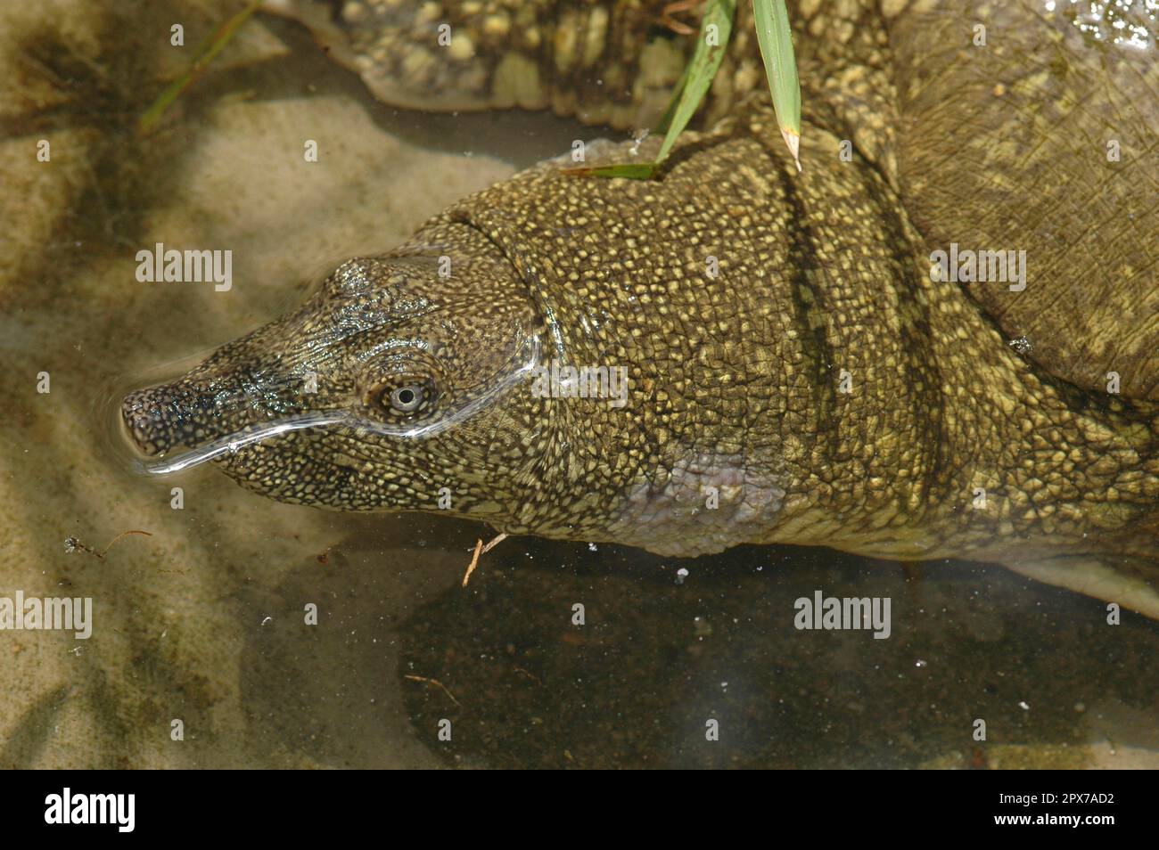 Nile soft-shelled turtle Stock Photo - Alamy