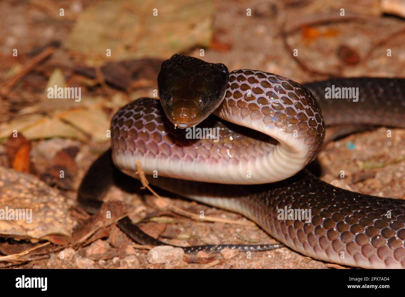 White lipped snake hi-res stock photography and images - Alamy
