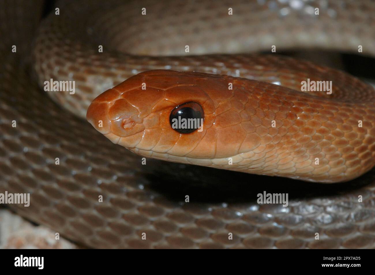 Red beaked snake Stock Photo - Alamy