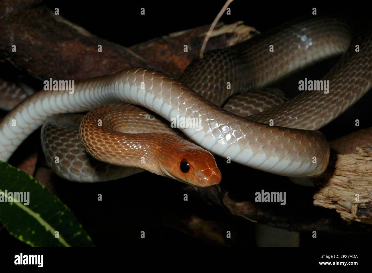 Red beaked snake Stock Photo - Alamy