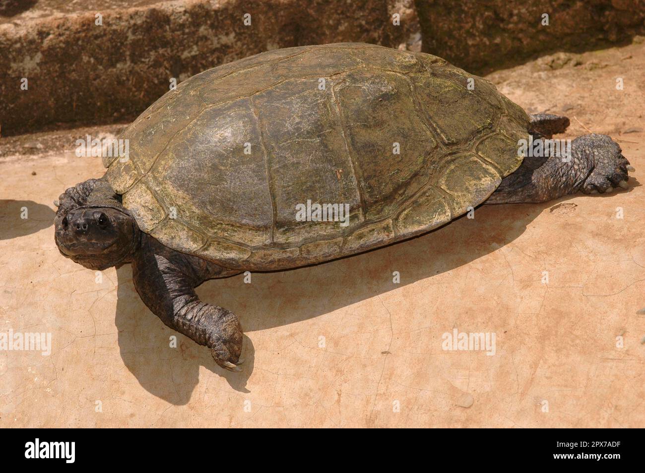 Helmeted tortoise hi-res stock photography and images - Alamy