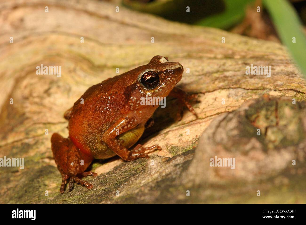 Squeaky frog hi-res stock photography and images - Alamy