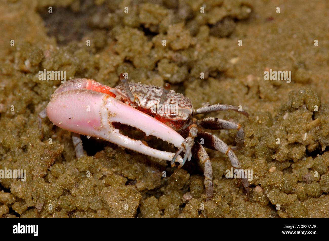 Mature crab hi-res stock photography and images - Alamy