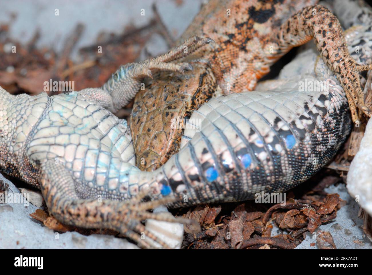 Lizard aggression hi-res stock photography and images - Alamy