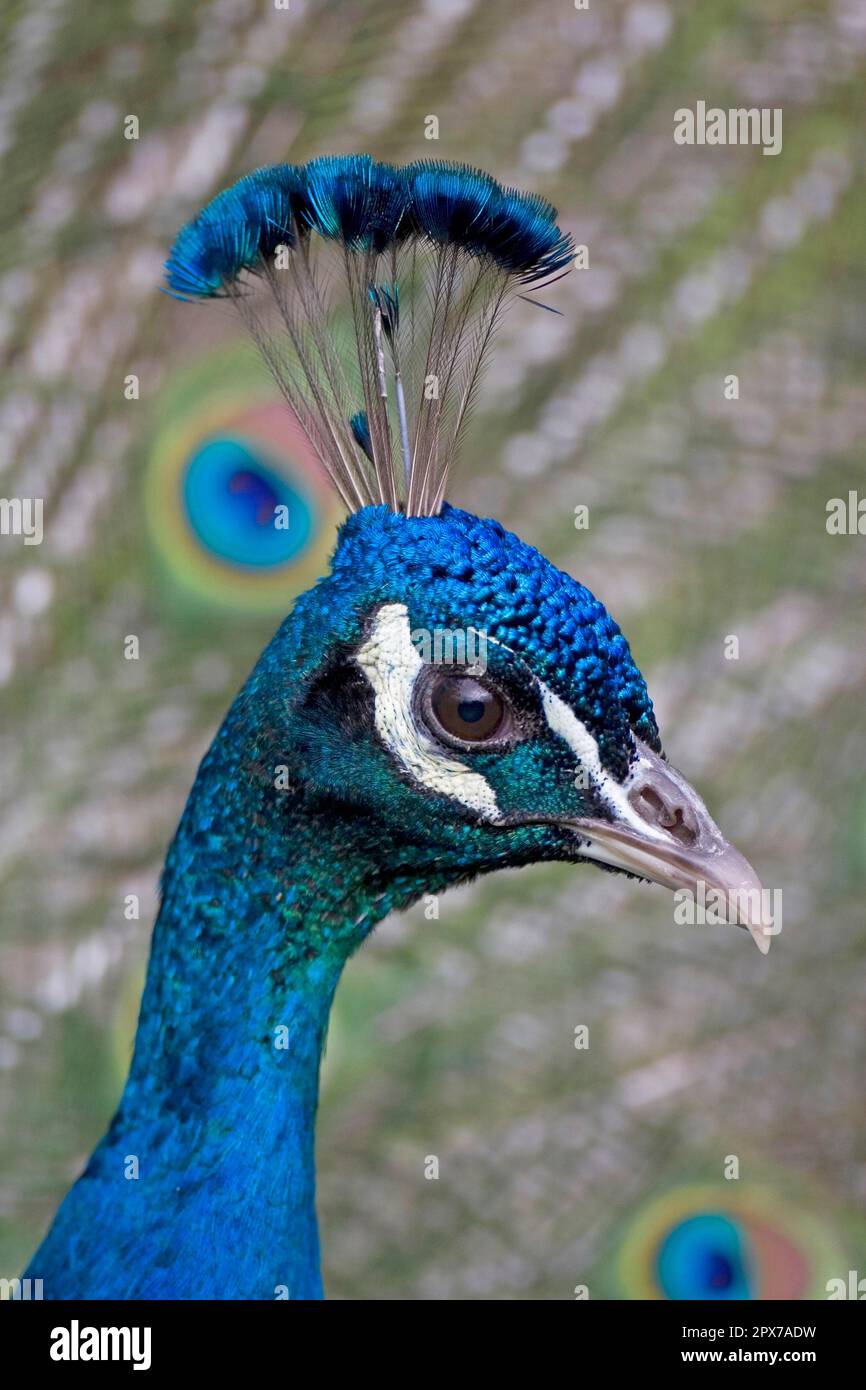 Blue peacock male hi-res stock photography and images - Alamy