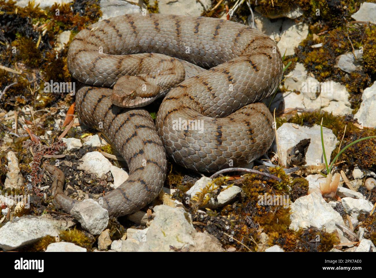 Asp snake hi-res stock photography and images - Alamy