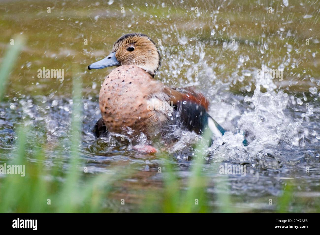 Bath duck hi-res stock photography and images - Alamy
