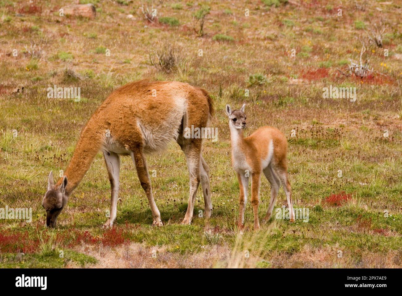 Guanaco feeding hi-res stock photography and images - Alamy