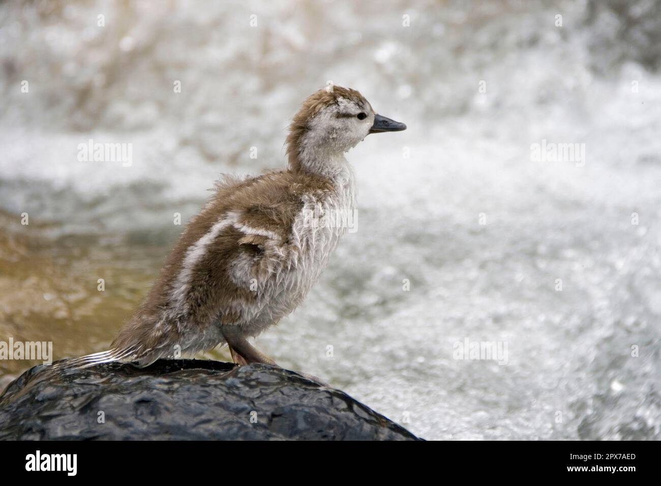 Cute duck chick hi-res stock photography and images - Alamy