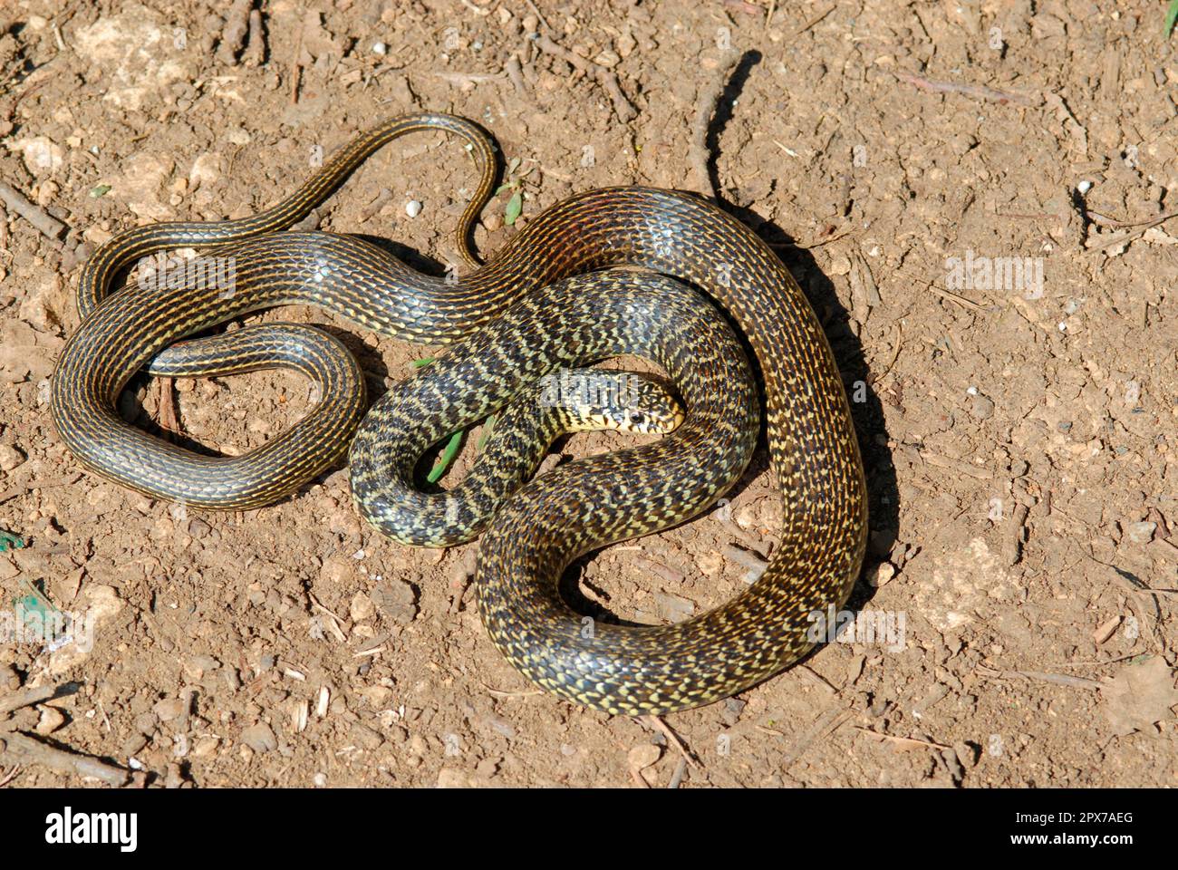 Snake fury hi-res stock photography and images - Alamy