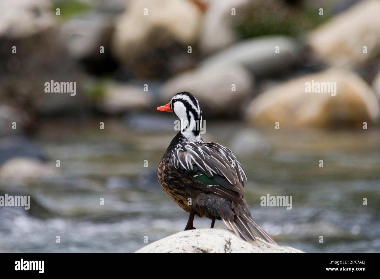 Male torrent duck hi-res stock photography and images - Alamy