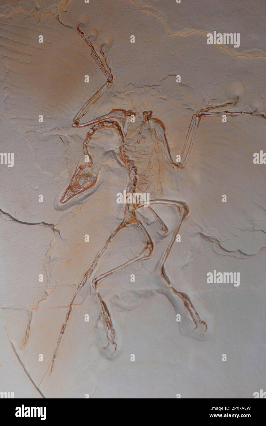 Archaeopteryx Primitive Bird Stock Photo - Alamy