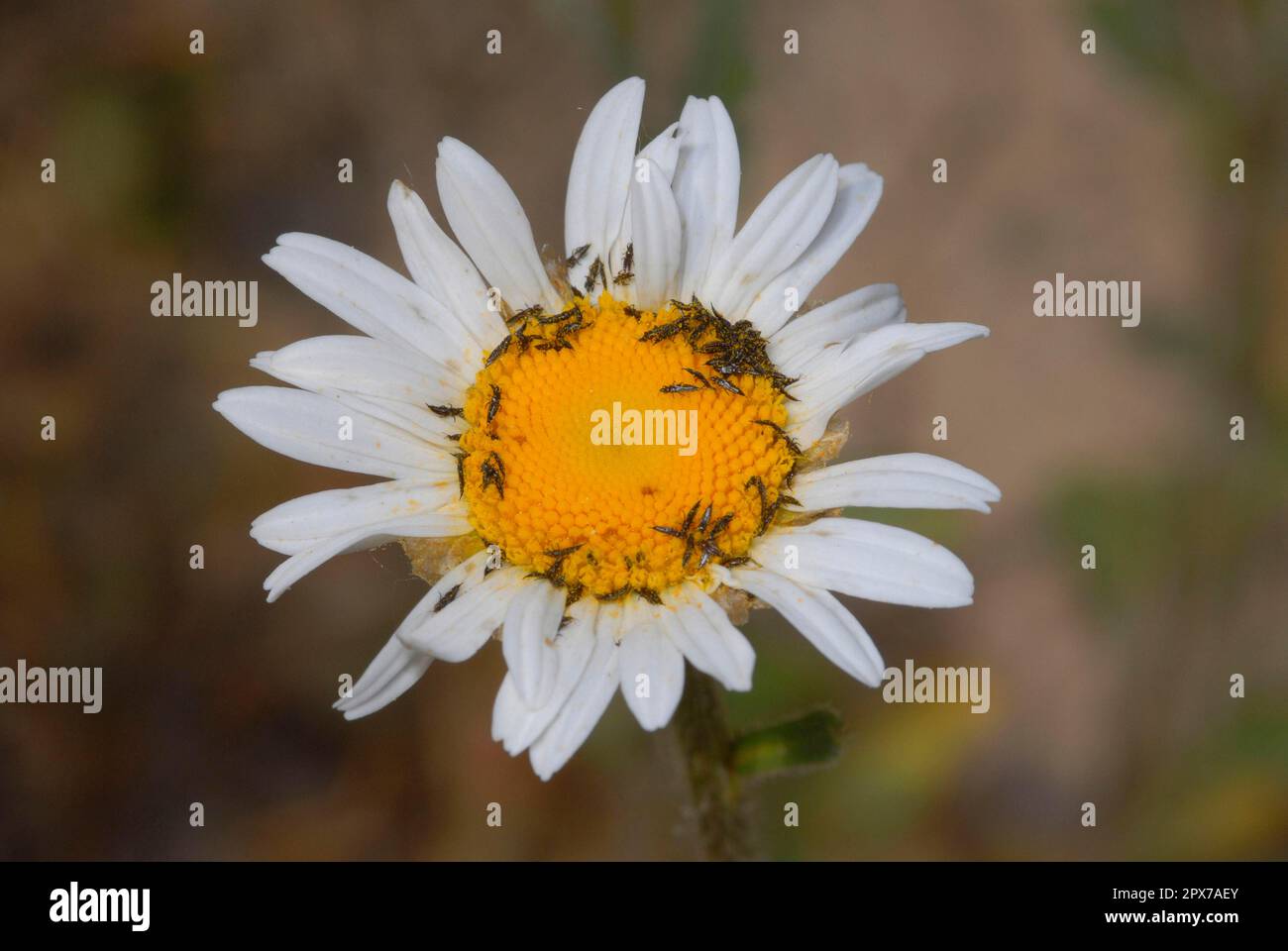 Thunderfly hi-res stock photography and images - Alamy