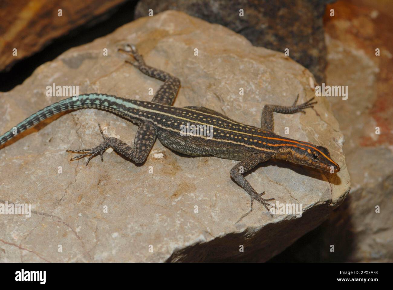 Mozambique flat lizard hi-res stock photography and images - Alamy