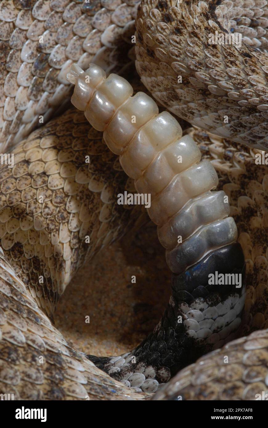 Texas rattlesnake hi-res stock photography and images - Alamy