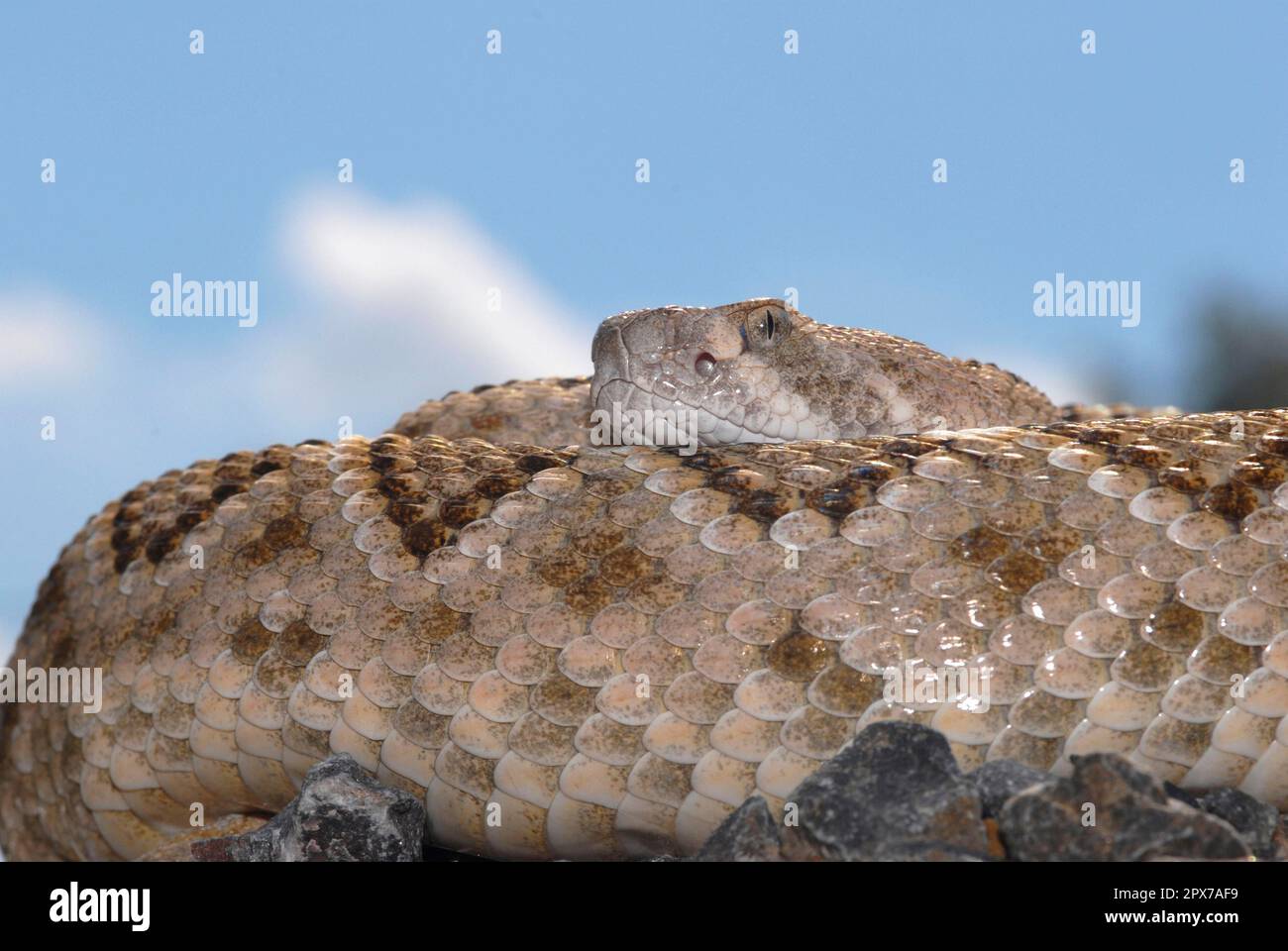 Texas rattlesnake hi-res stock photography and images - Alamy