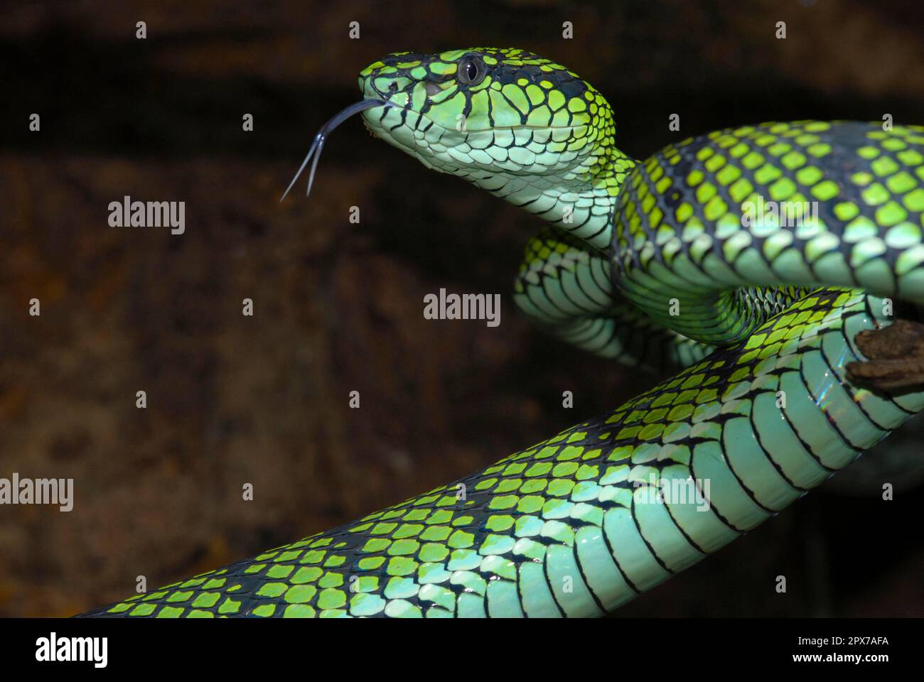 Reptile of malaysia hi-res stock photography and images - Alamy
