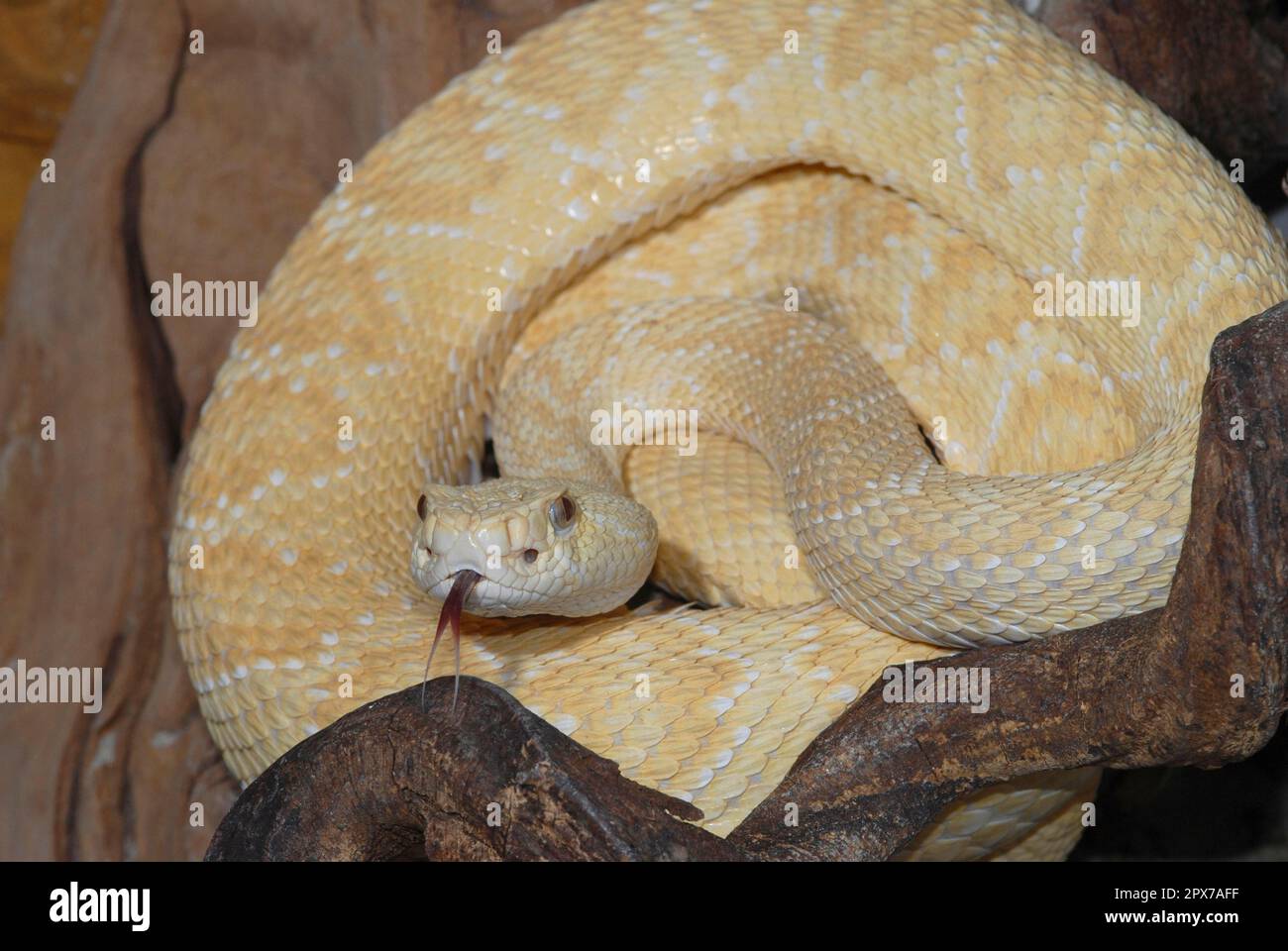 Albino rattlesnake hi-res stock photography and images - Alamy