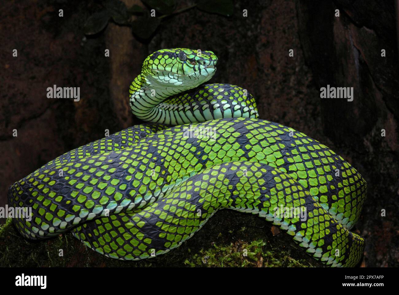 Sumatranus hi-res stock photography and images - Alamy